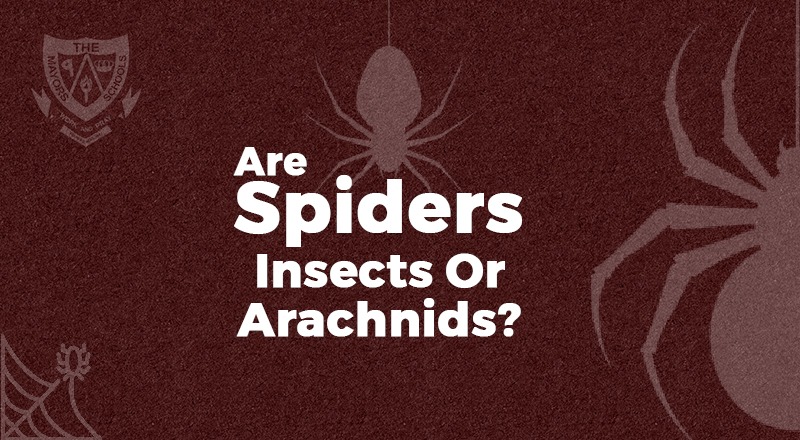 Are Spiders Insects or Arachnids? – Mayors Schools